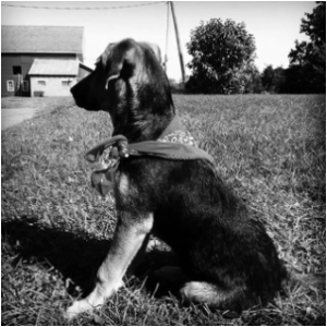 ABOUT | Butler Family Farm